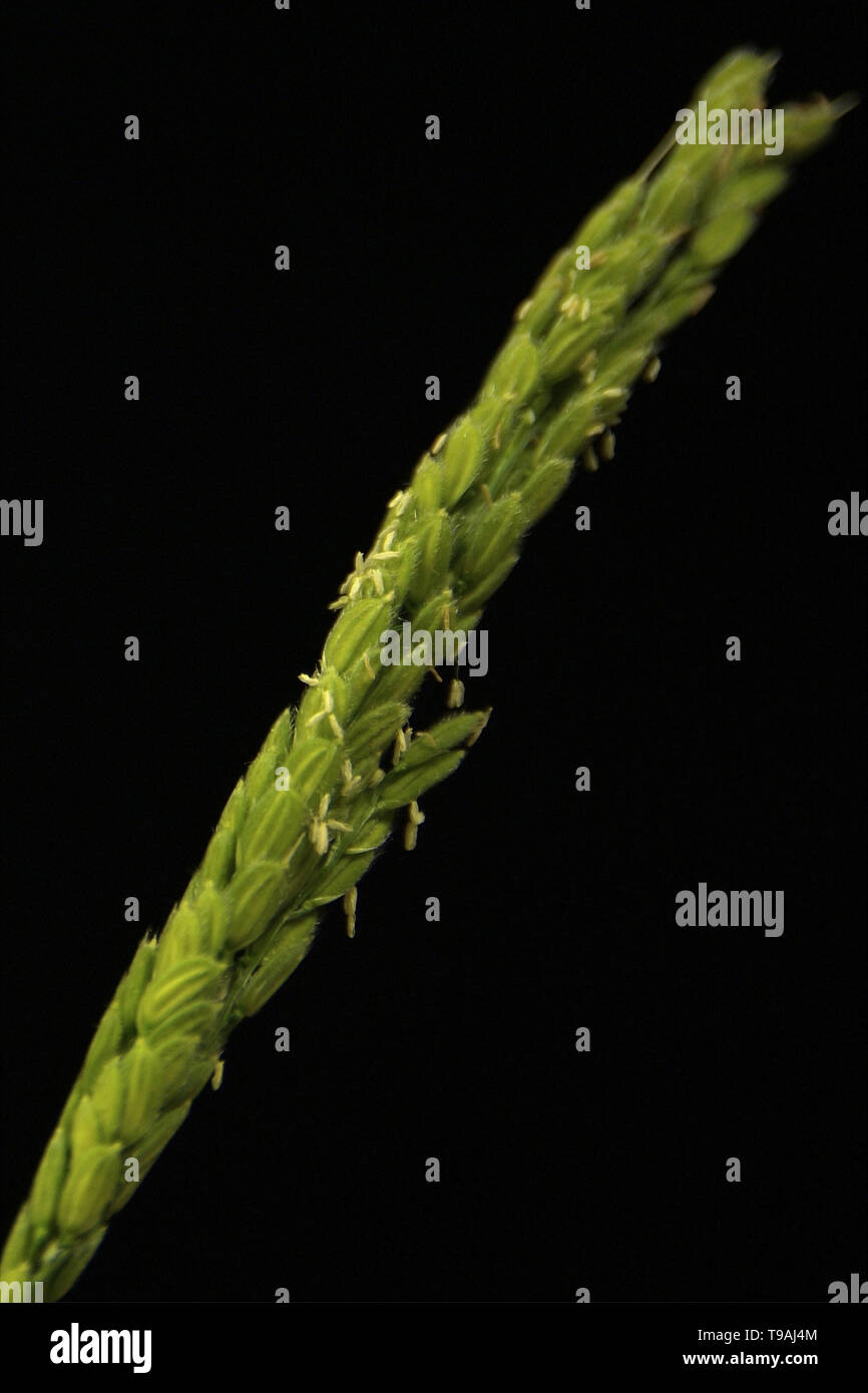 Po valley rice hi-res stock photography and images - Alamy