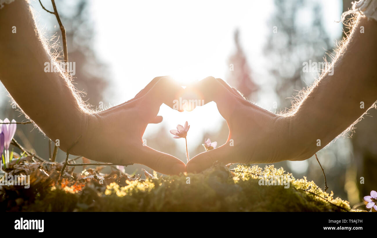 Conceptual Human Hands Forming Heart Shape Around Small Flower Growing ...