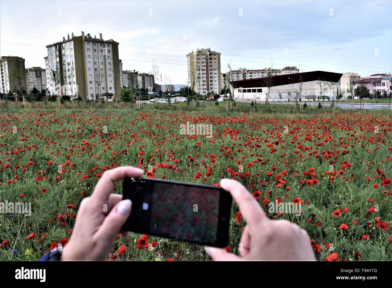 Ankara, Turkey. 18th May, 2019. A woman takes pictures of a poppy ...