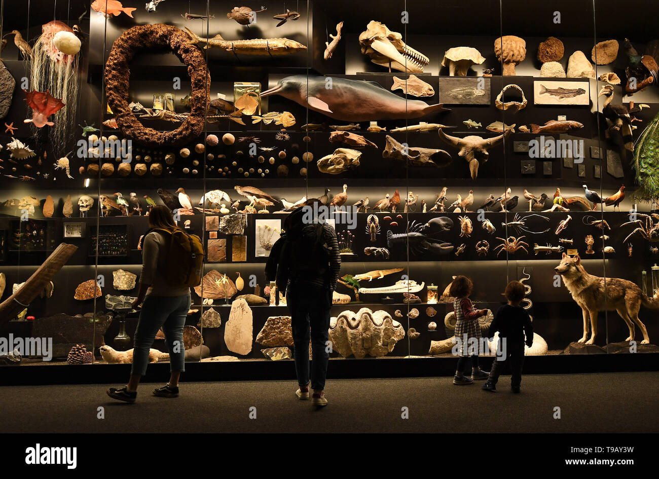 Senckenberg museum hi-res stock photography and images - Alamy