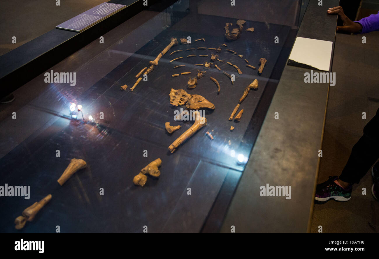 Lucy skeleton hi-res stock photography and images - Alamy