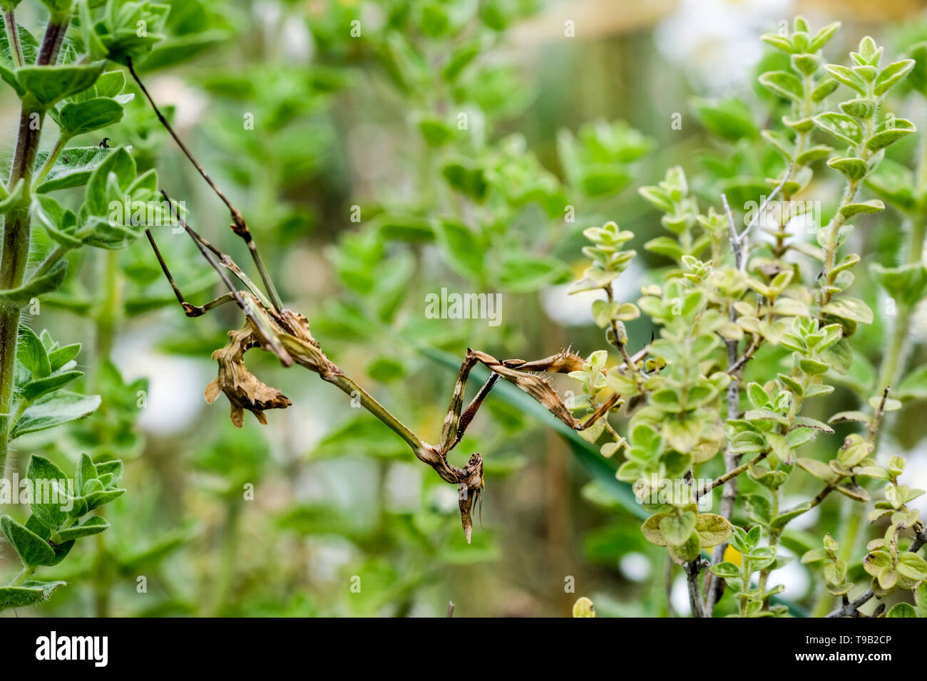 Kusadasi, Turkey. 19th Apr, 2019. A brown crested mantis Empusa pennata ...