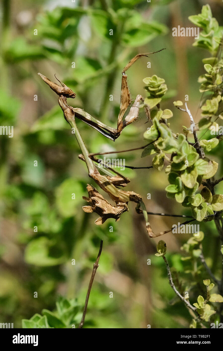 Kusadasi, Turkey. 19th Apr, 2019. A brown crested mantis Empusa pennata ...