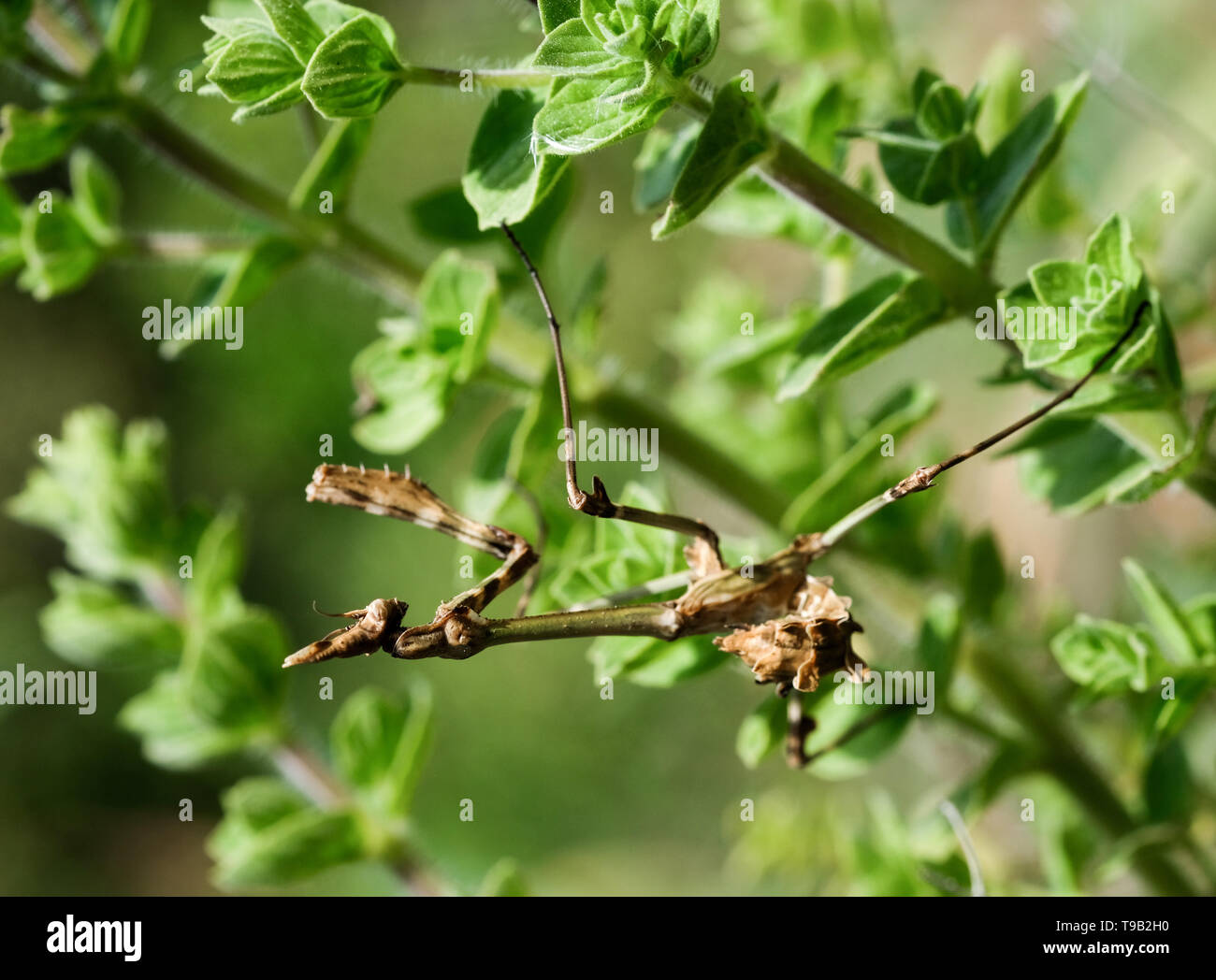 Kusadasi, Turkey. 19th Apr, 2019. A brown crested mantis Empusa pennata ...