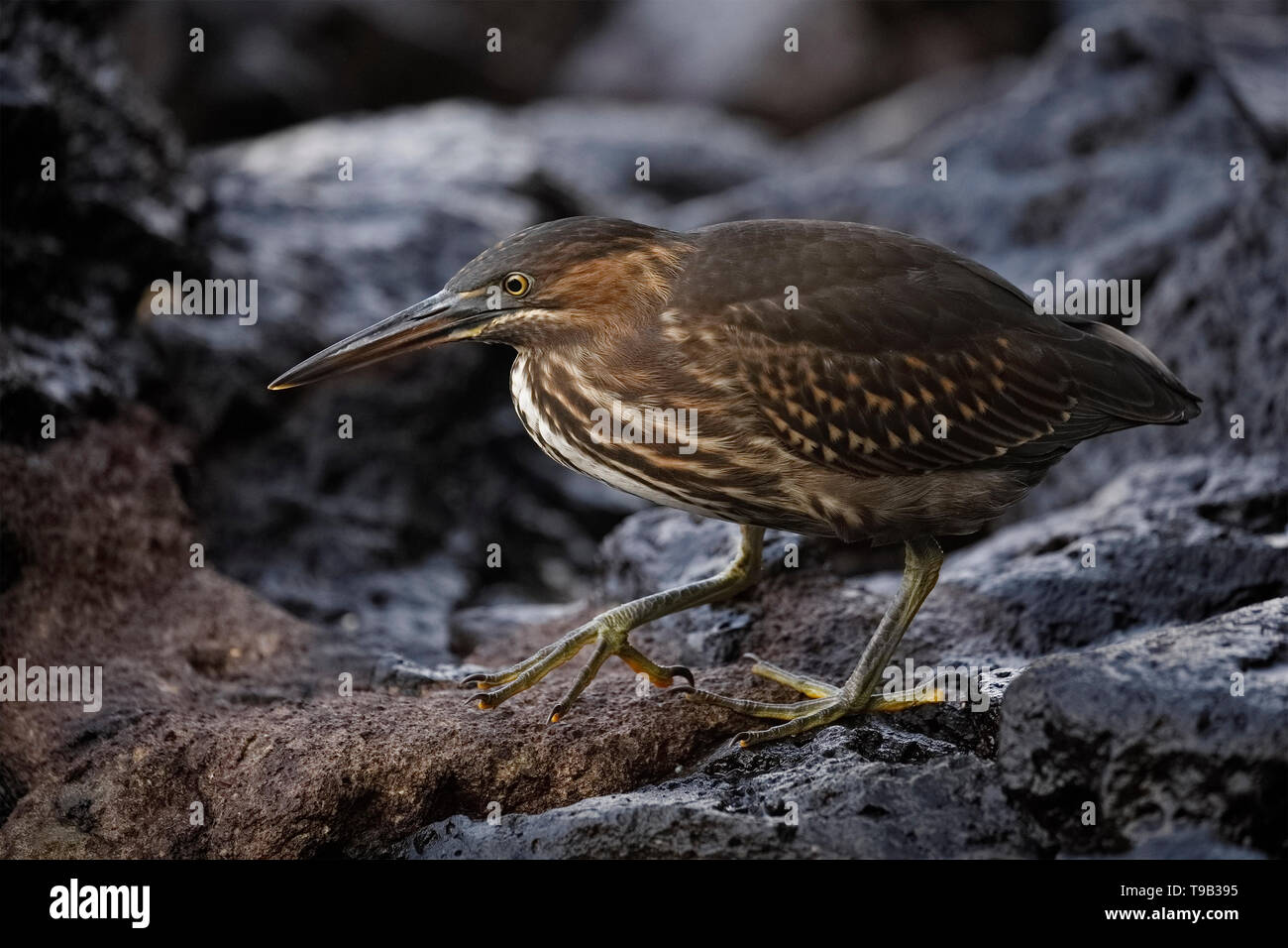 Juvenile Striated Heron (Butorides striata) stalking its prey on a ...