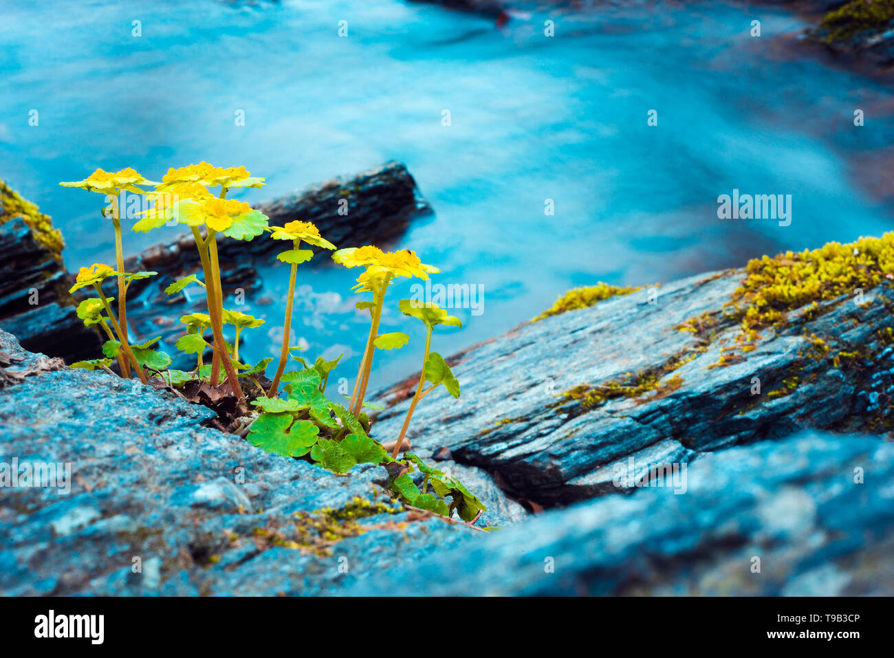 Waterfall Flower High Resolution Stock Photography and Images - Alamy