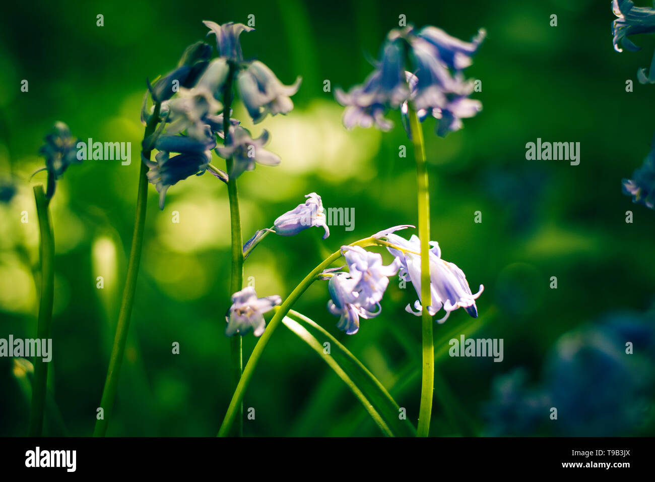 Bluebells in the Woodland of Pollok Country Park, Glasgow, Scotland ...