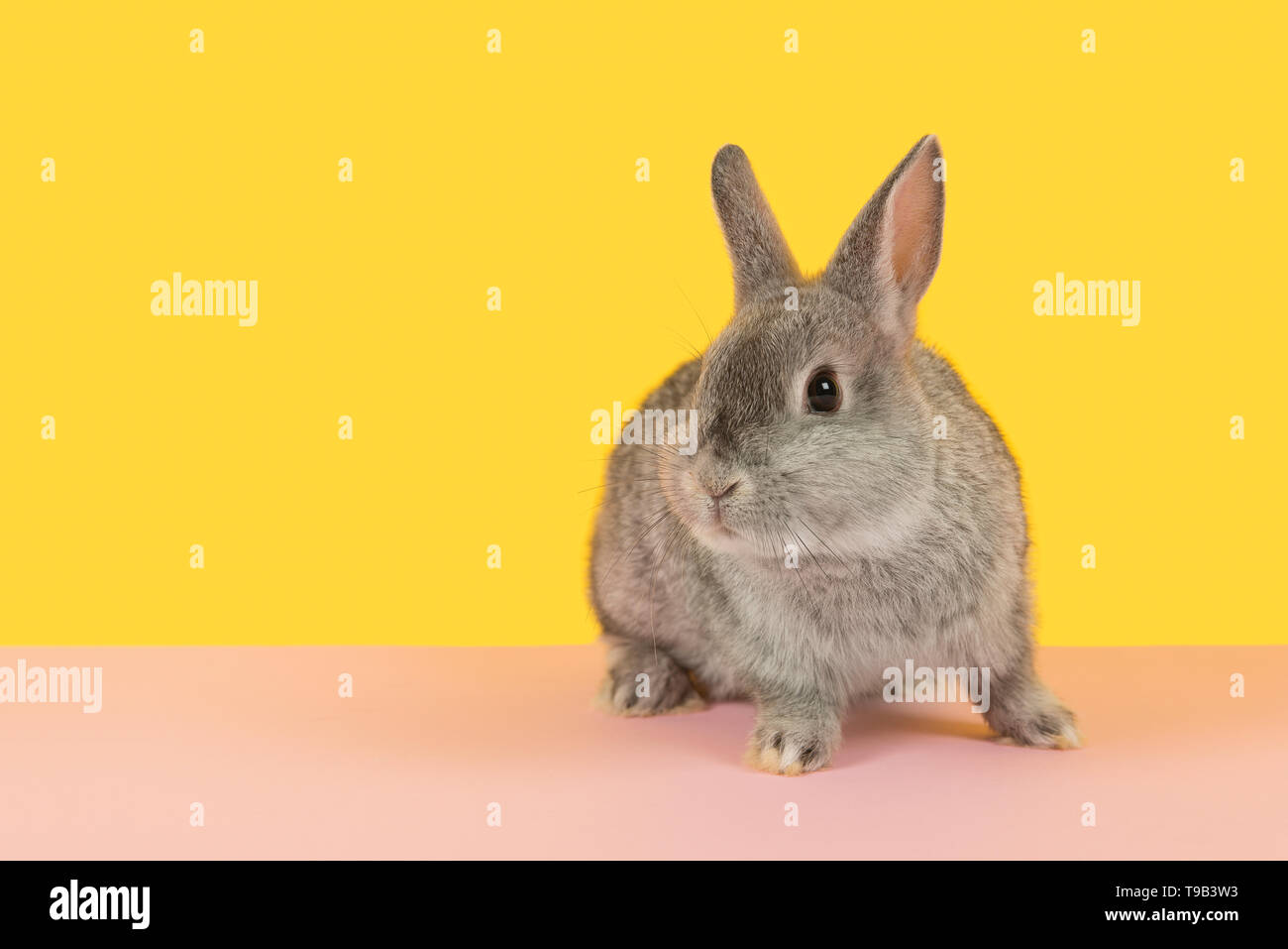 Cute alert grey rabbit on a pink and yellow background Stock Photo - Alamy
