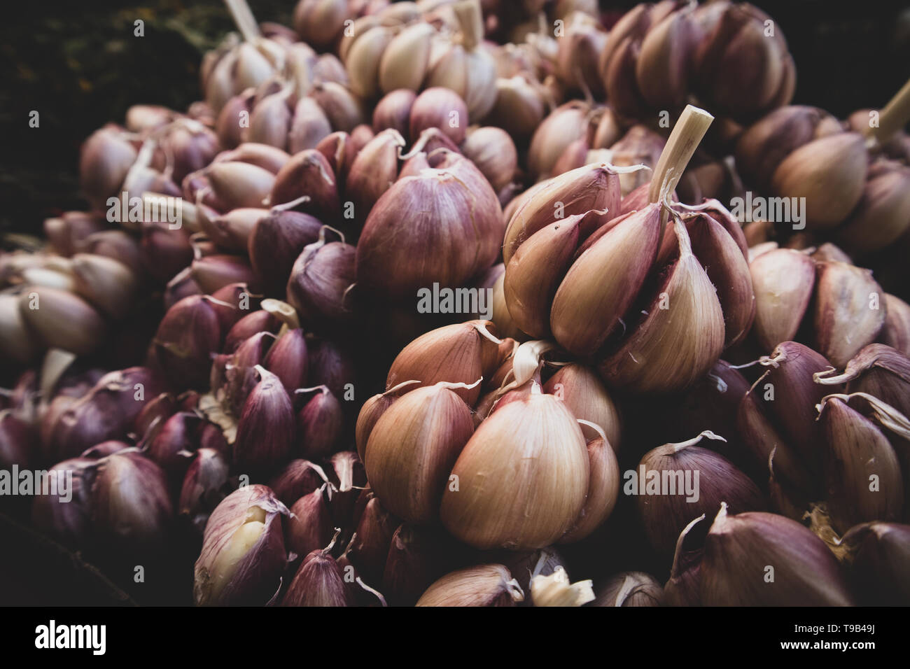 Purple garlic bulb with some cloves hi-res stock photography and images ...