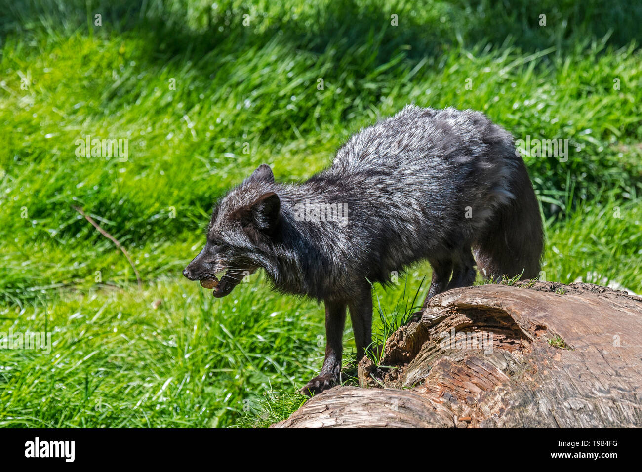 Silver fox (Vulpes vulpes), melanistic form of the red fox, eating nut ...