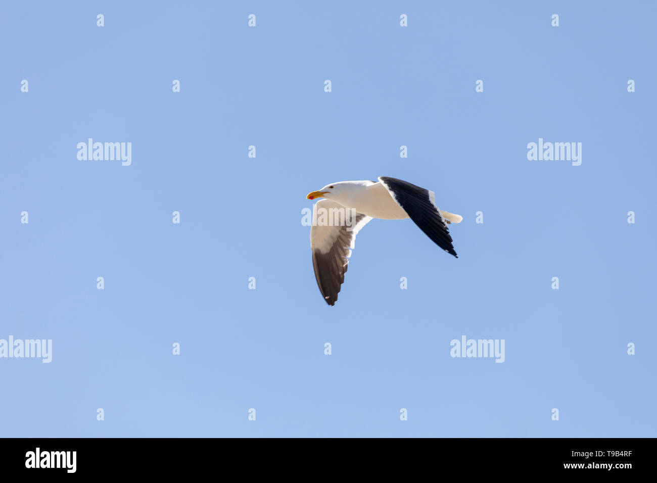 Cape Gull (Larus dominicanus vetula) is a subspecies of Kelp Gull ...