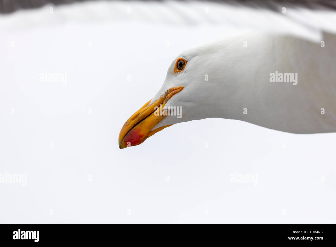 Cape Gull (Larus dominicanus vetula) is a subspecies of Kelp Gull ...