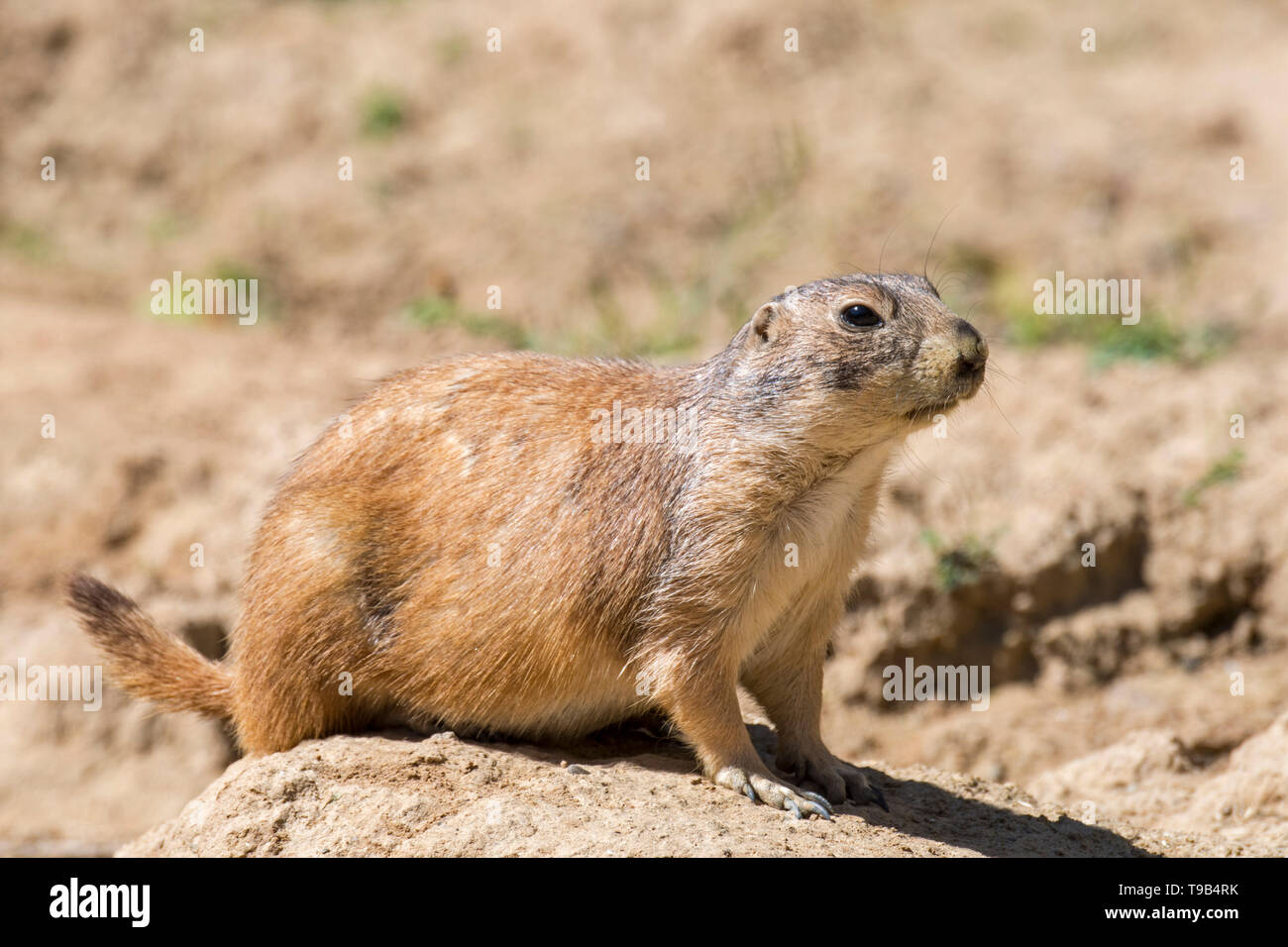 Black-tailed prairie dog (Cynomys ludovicianus), native to North ...