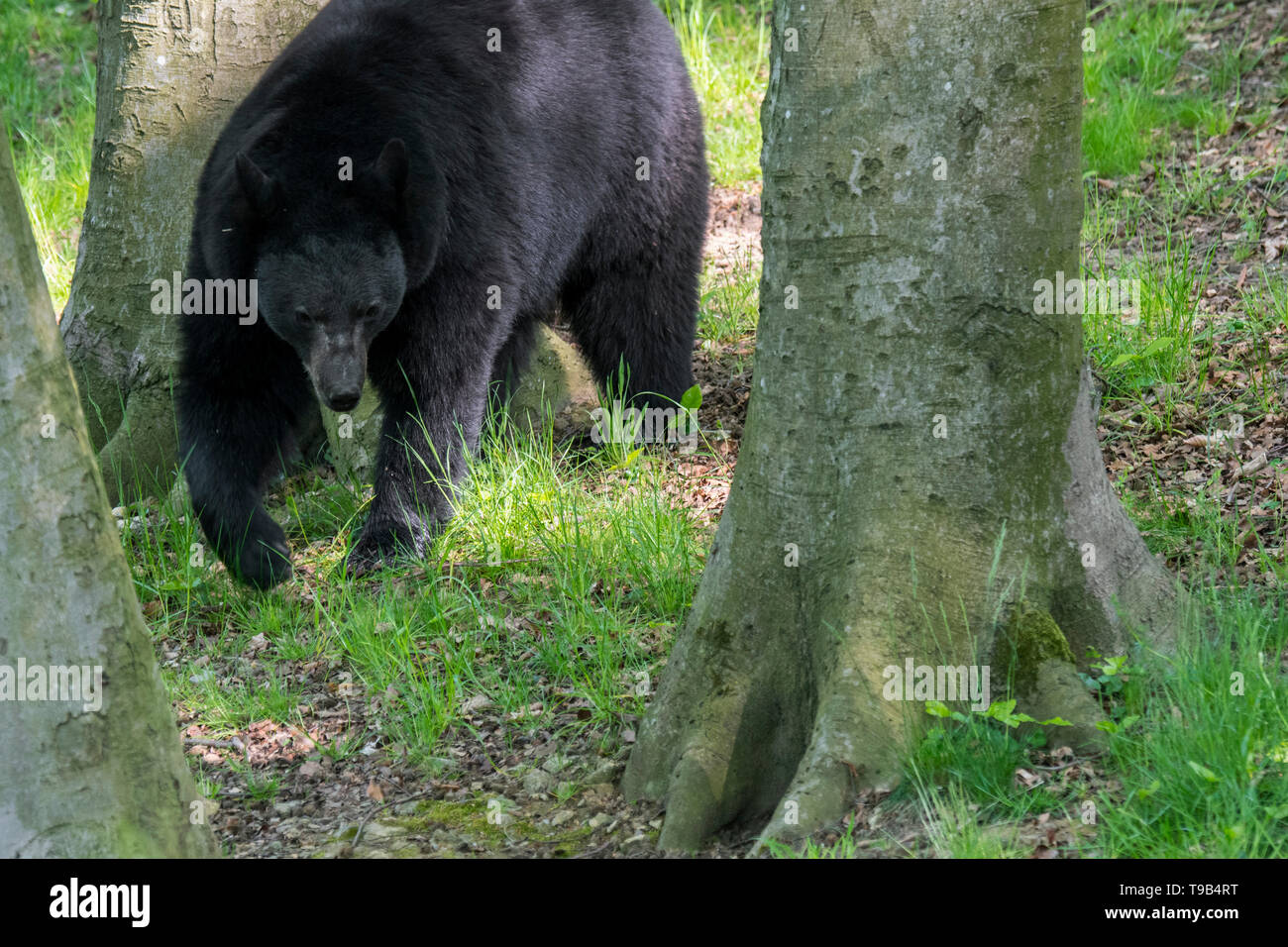 Black bear animal in foraging hi-res stock photography and images - Alamy
