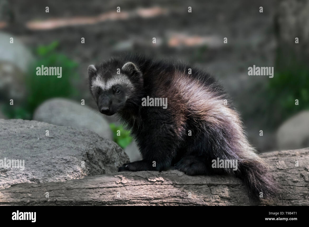 Wolverine gulo gulo on tree hi-res stock photography and images - Alamy