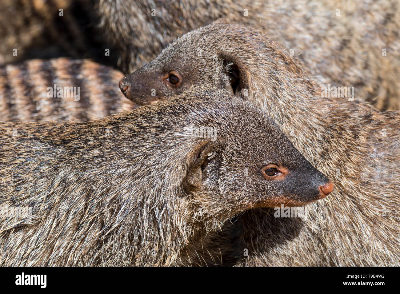 Snuggling banded mongooses (Mungos mungo) sleeping / resting huddled ...