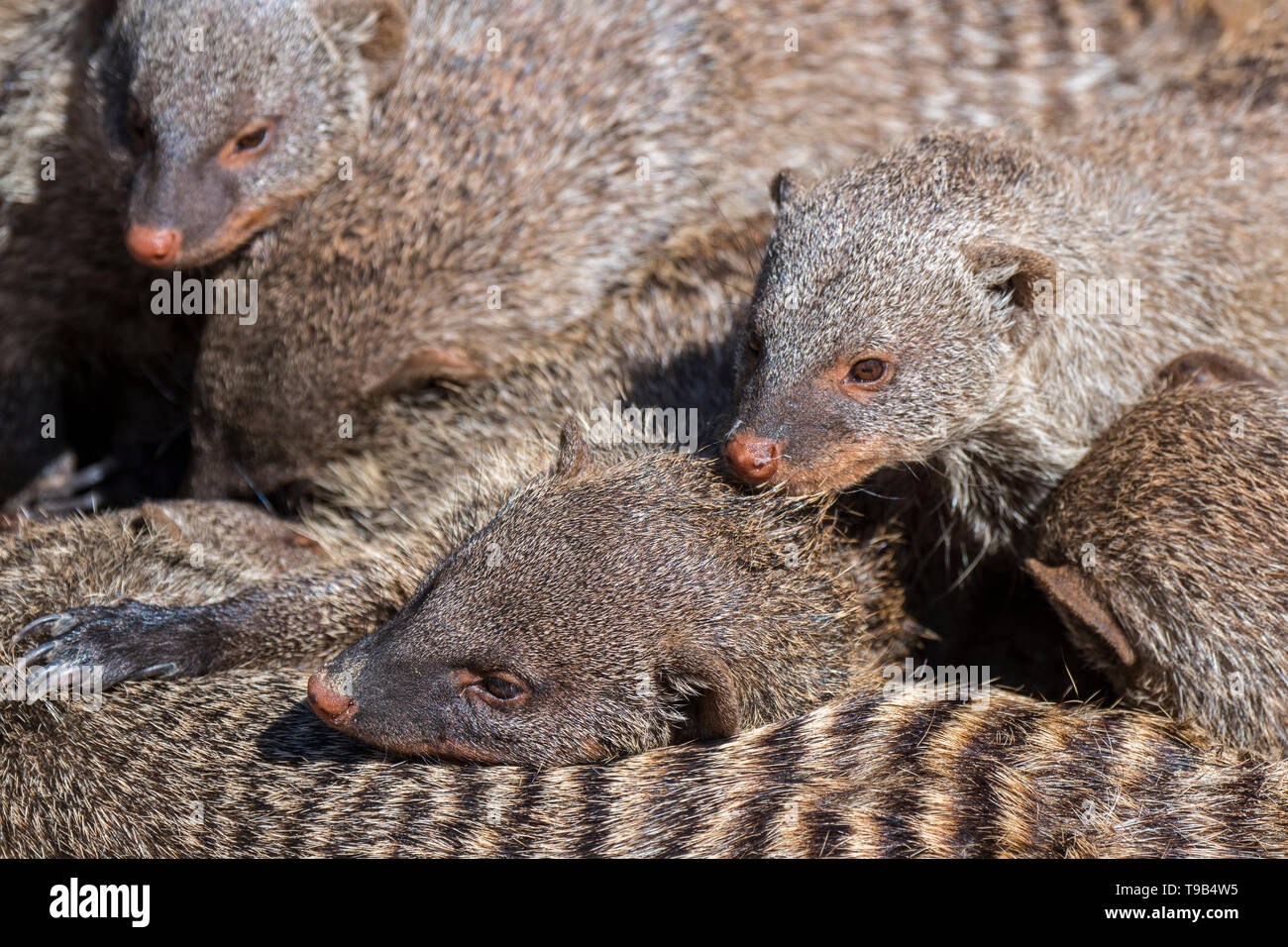 Snuggling High Resolution Stock Photography and Images - Alamy
