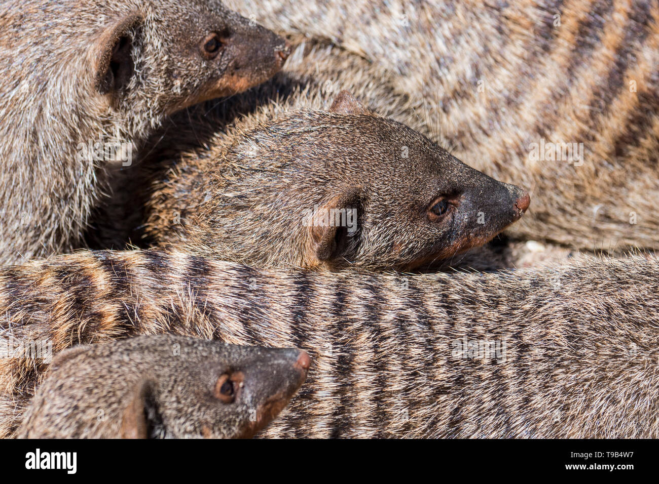 Snuggling banded mongooses (Mungos mungo) sleeping / resting huddled ...