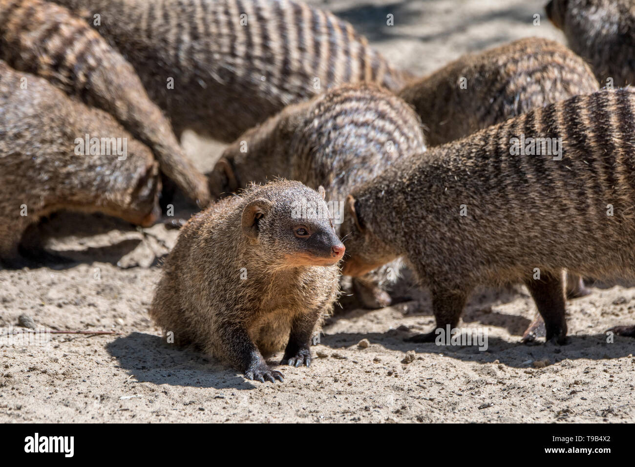 Banded mongooses (Mungos mungo) in banded mongoose colony, native to ...