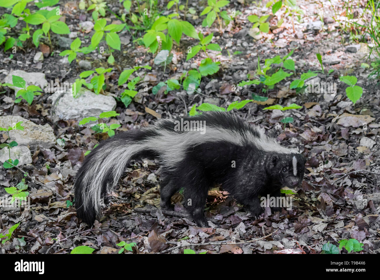 Striped skunk (Mephitis mephitis) foraging in forest, native to ...