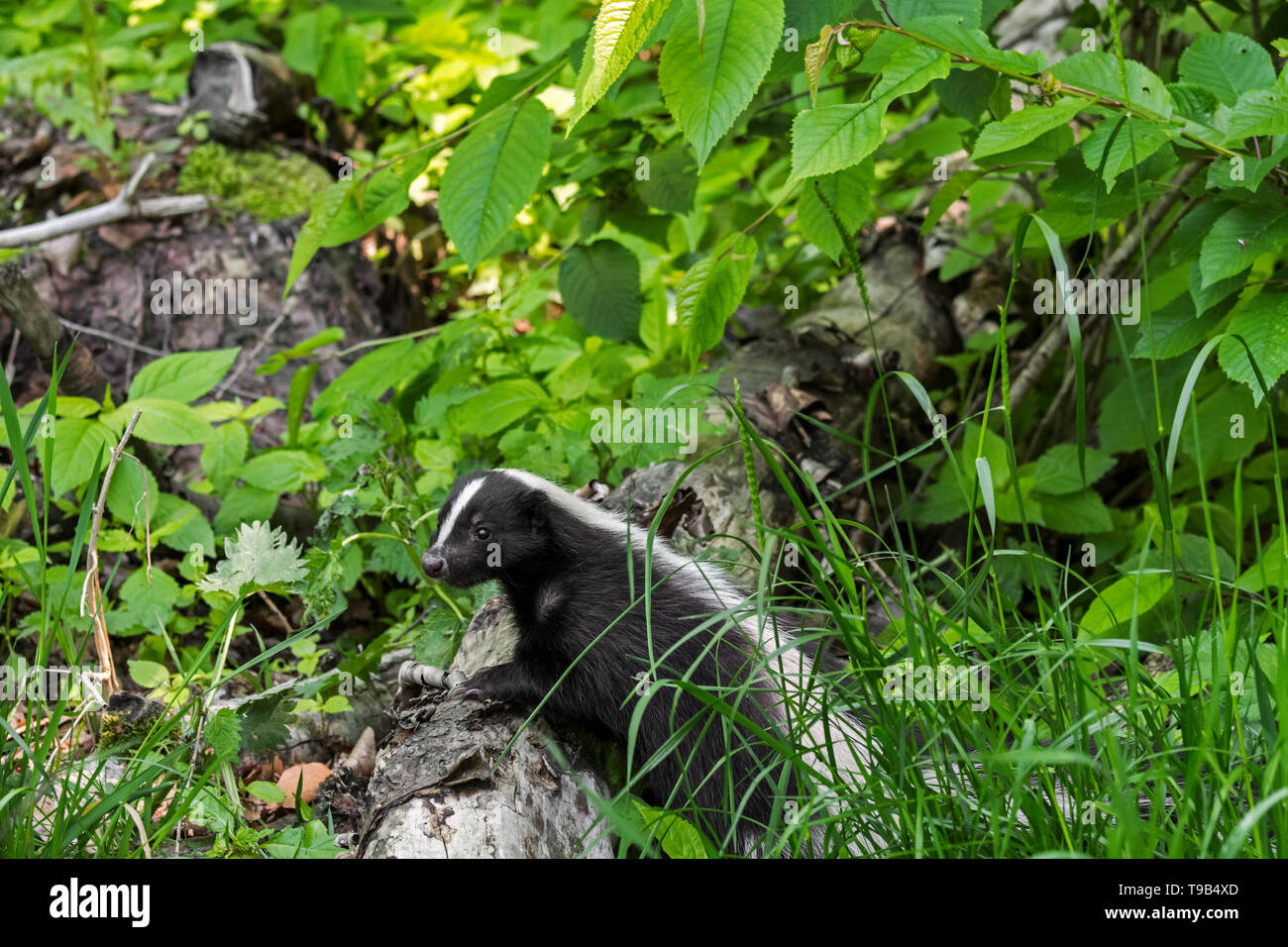 Striped skunk (Mephitis mephitis) foraging in undergrowth / scrub of ...