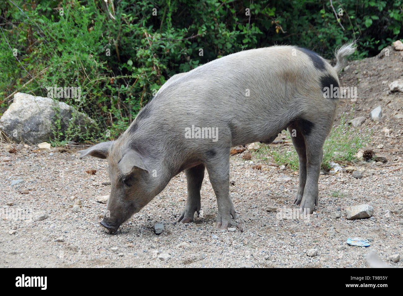 corsican pig, hog, Hausschwein, Corsica, France Stock Photo - Alamy