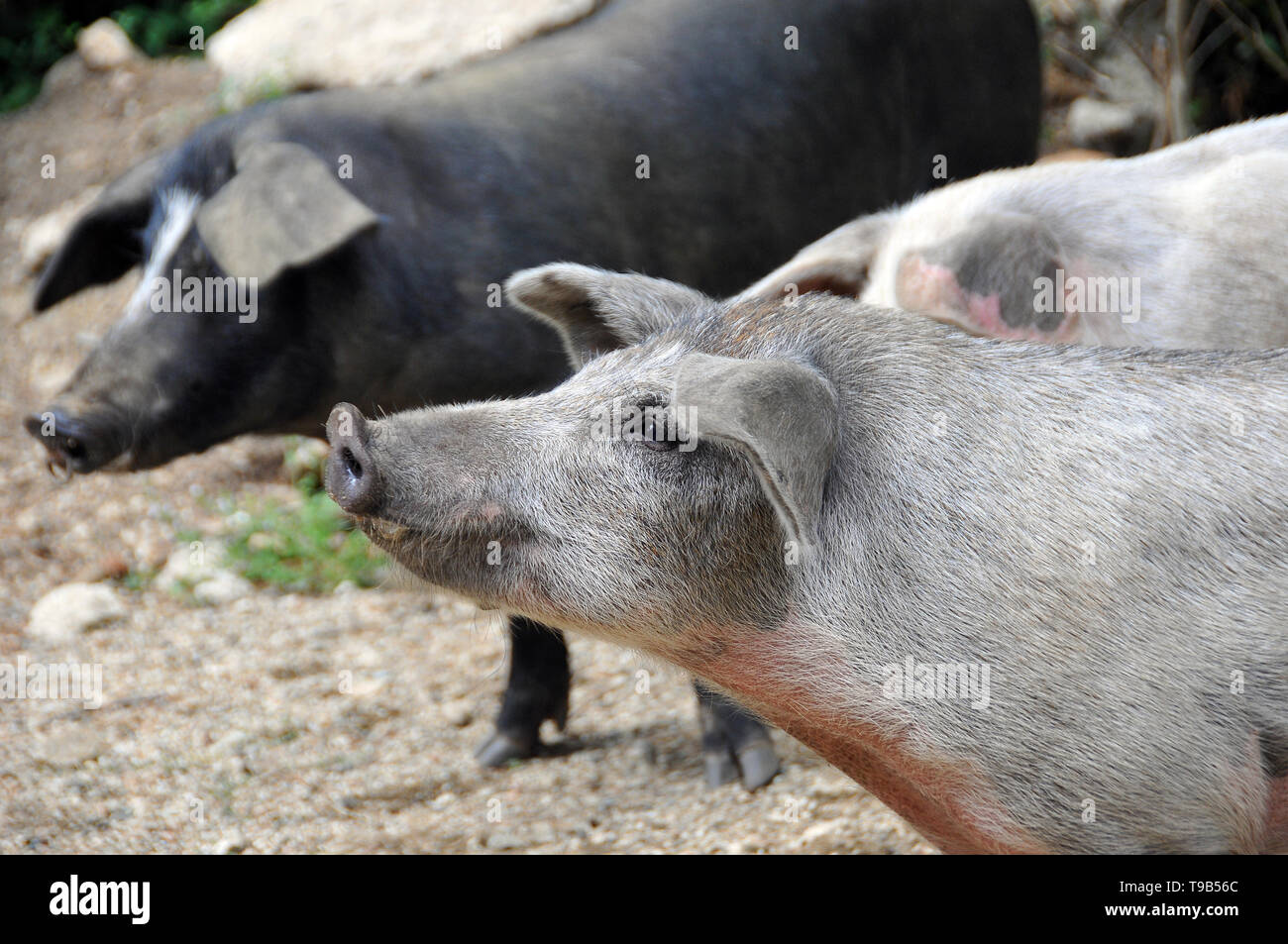 corsican pig, hog, Hausschwein, Corsica, France Stock Photo - Alamy