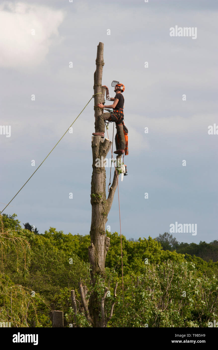 Tree Surgeon, or Arborist working at height, with chainsaw London UK ...