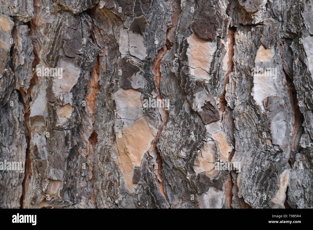 Trunk of a pine hi-res stock photography and images - Alamy