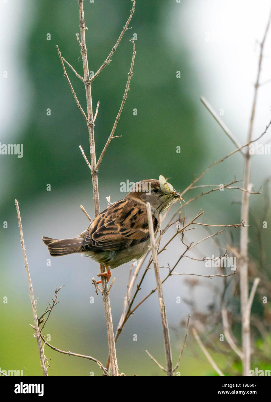 sparrow woodland bird Stock Photo - Alamy