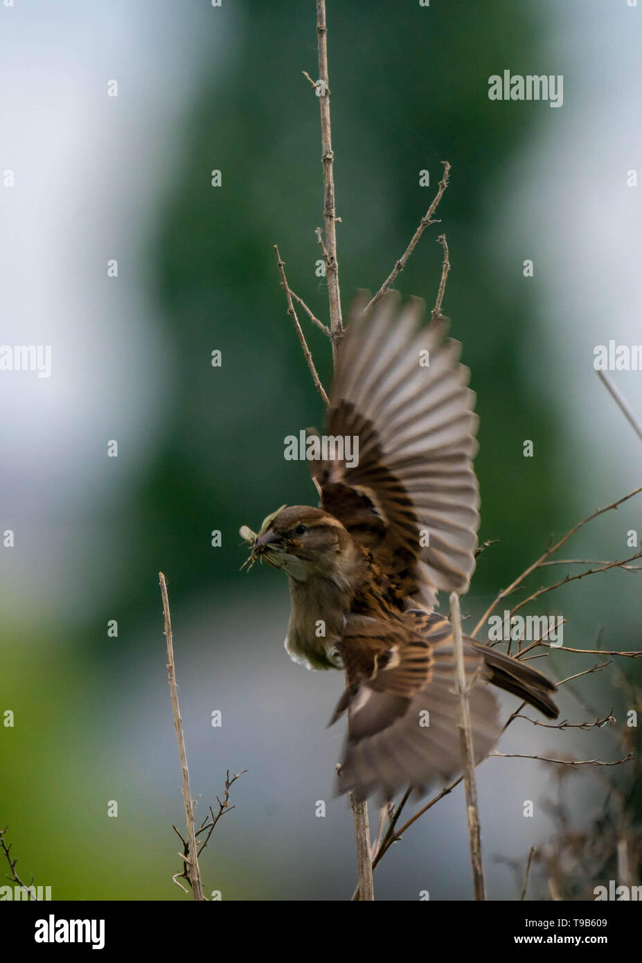 sparrow woodland bird Stock Photo - Alamy