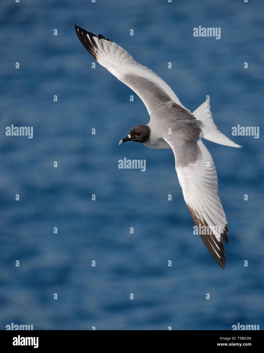 Swallow-tailed Gull (Creagrus furcatus) in flight - Galapagos Islands Stock Photo - Alamy