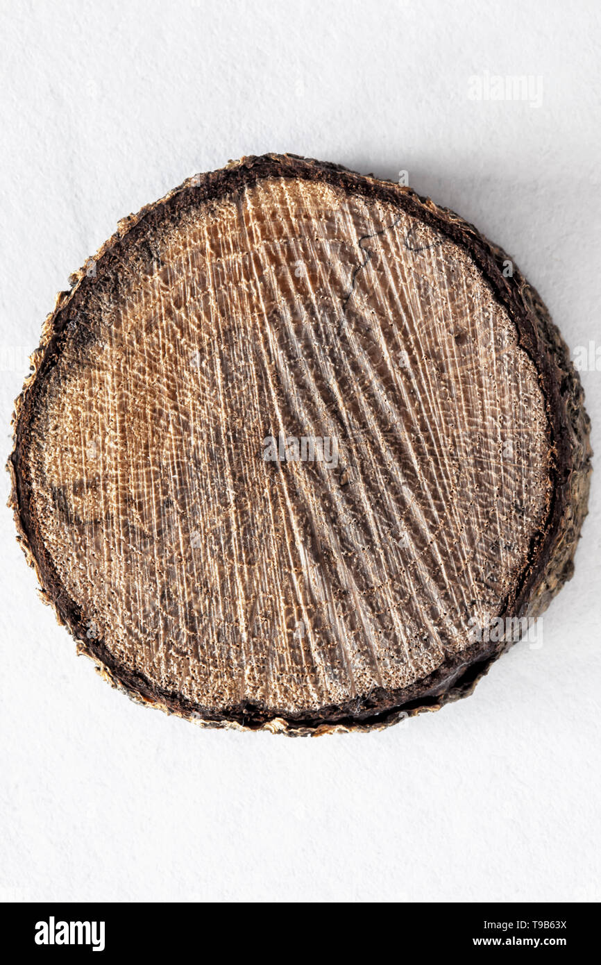 Wood slice growth rings hi-res stock photography and images - Alamy