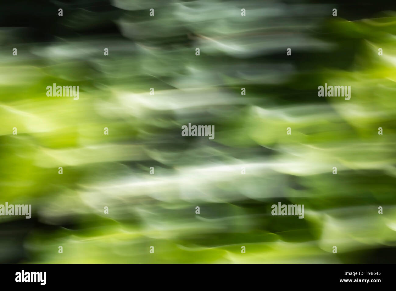 Abstract photograph of leaves and branches, created using intentional ...