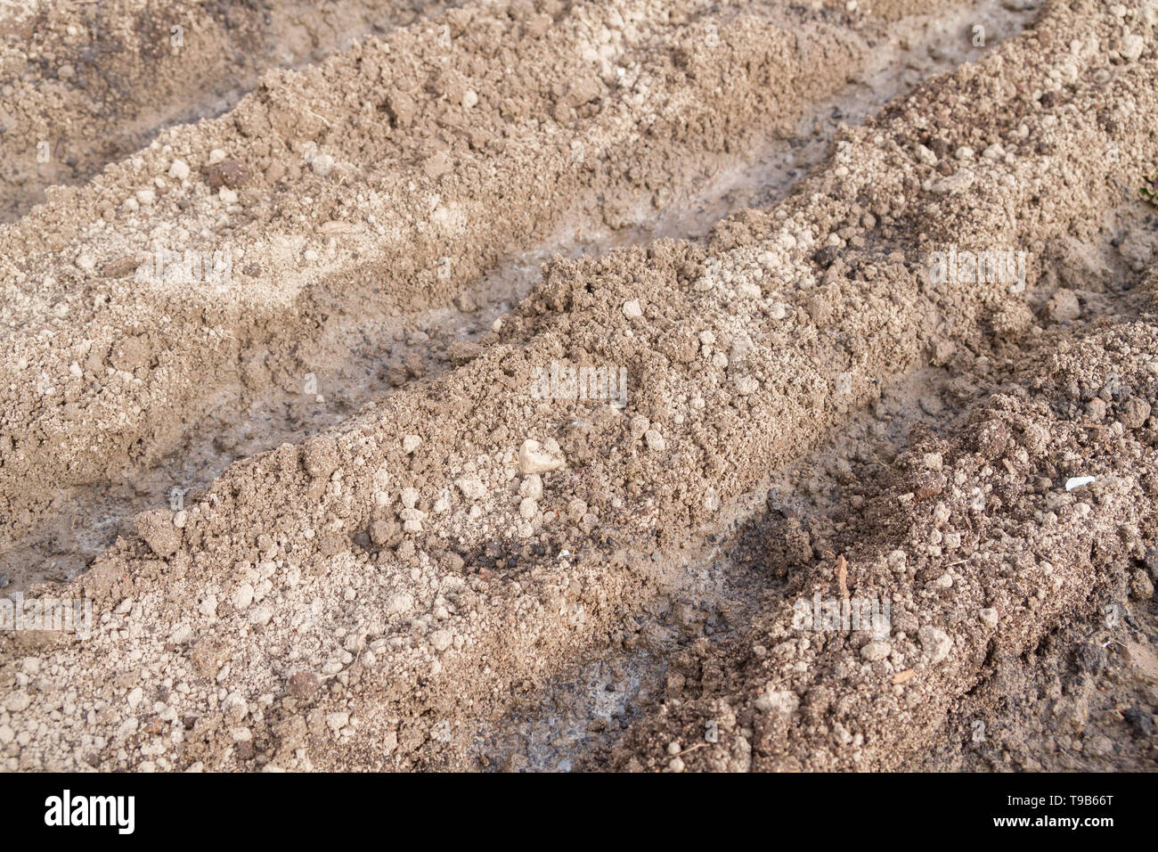 Furrows from the ground in the beds for planting onions Stock Photo - Alamy