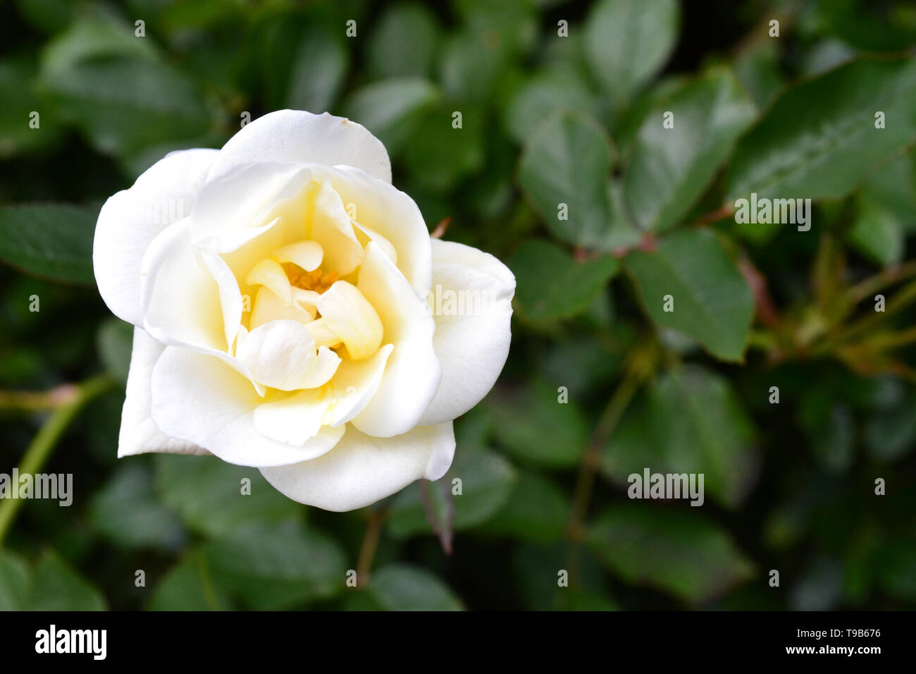 Ivory rose hi-res stock photography and images - Alamy