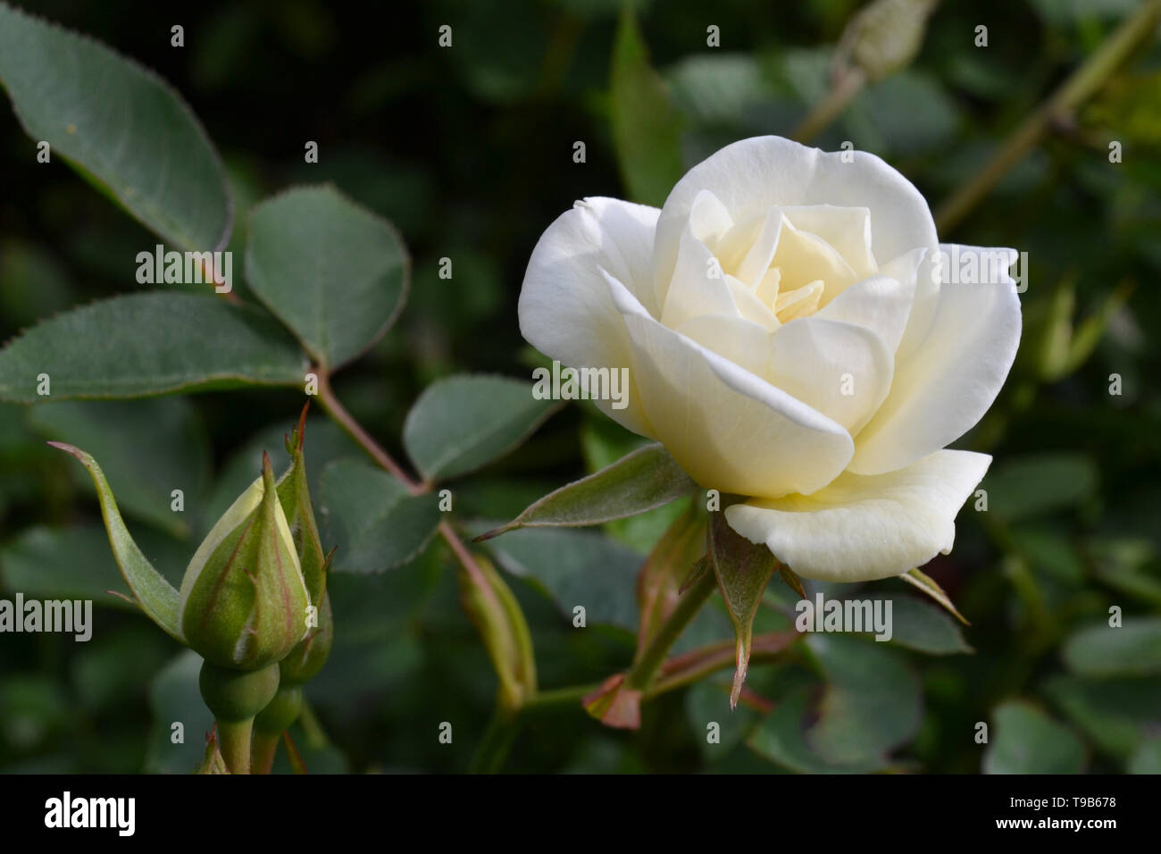 Ivory rose hi-res stock photography and images - Alamy