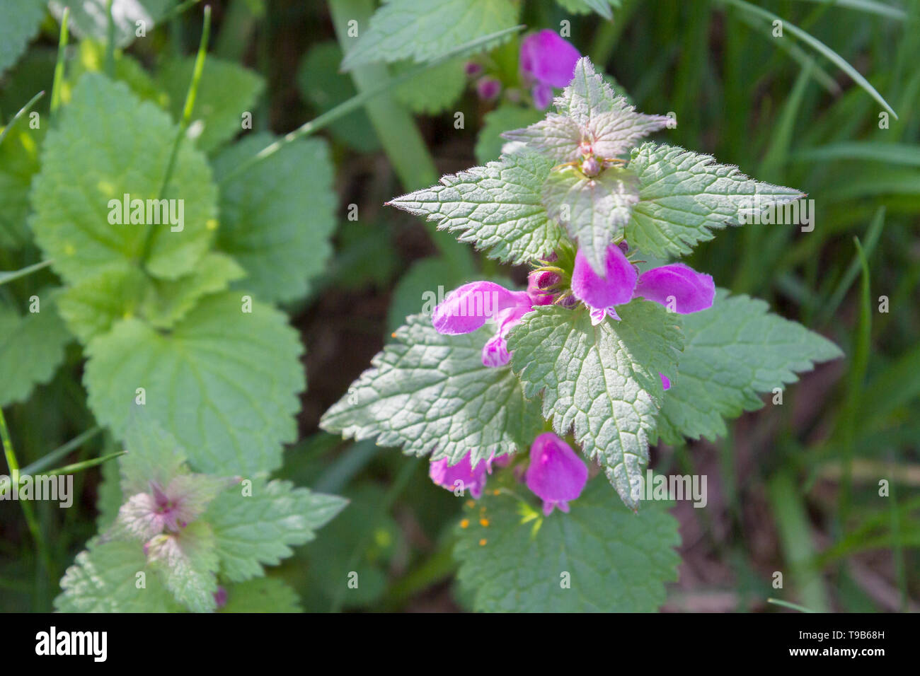 Nettle with purple flowers hi-res stock photography and images - Alamy