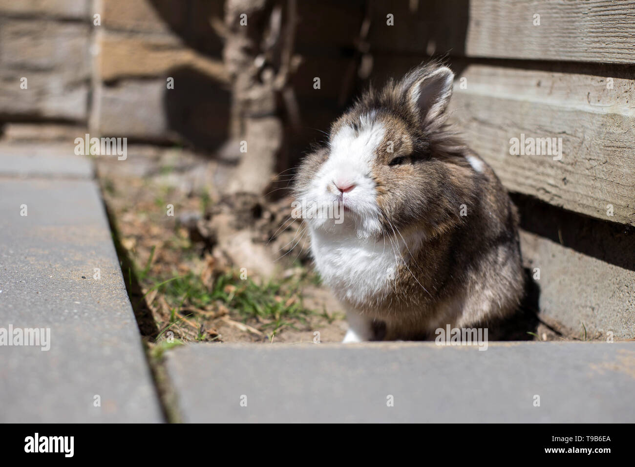 New born rabbit hi-res stock photography and images - Alamy