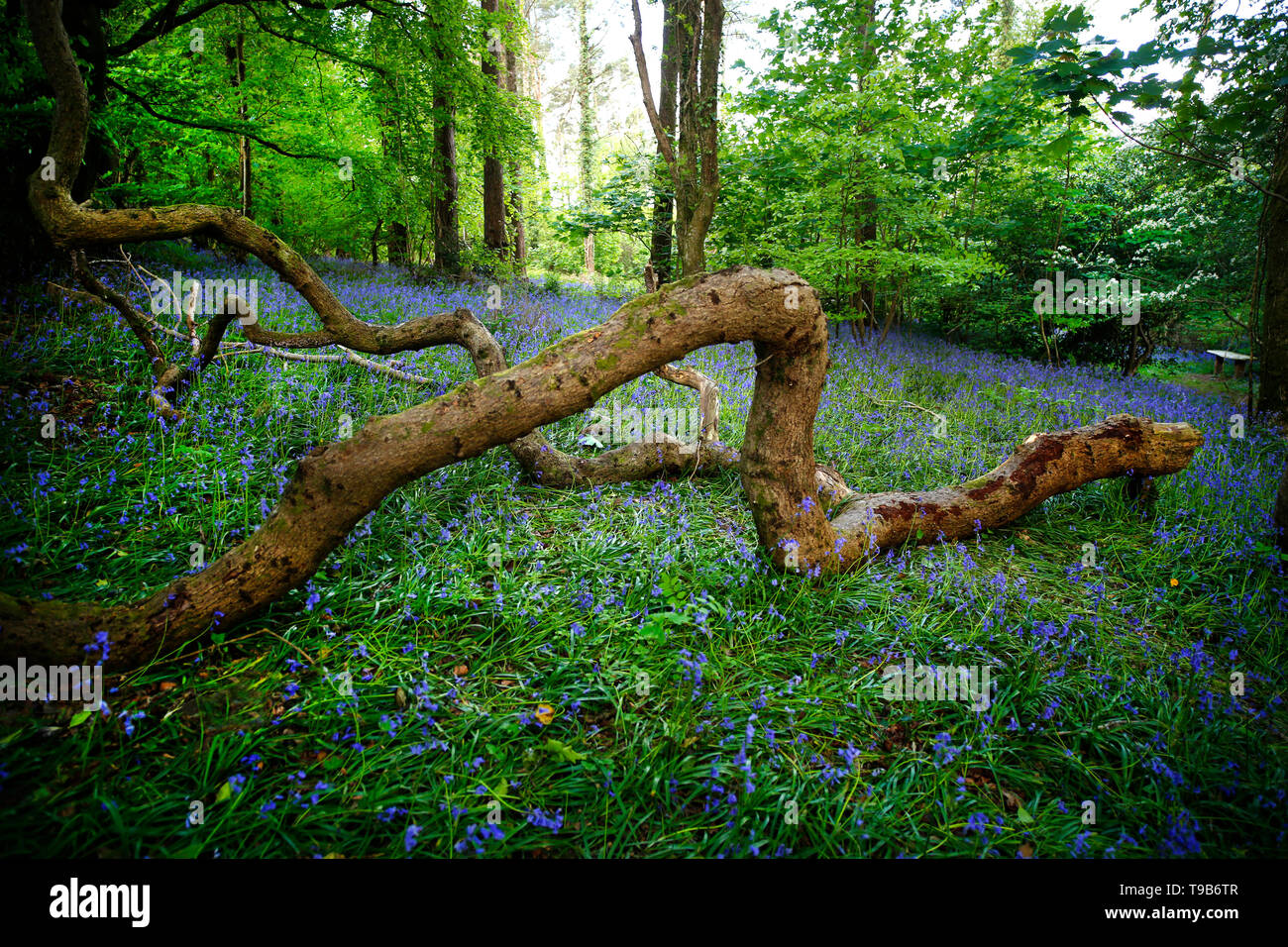 Bluebells in Devon, UK Stock Photo - Alamy