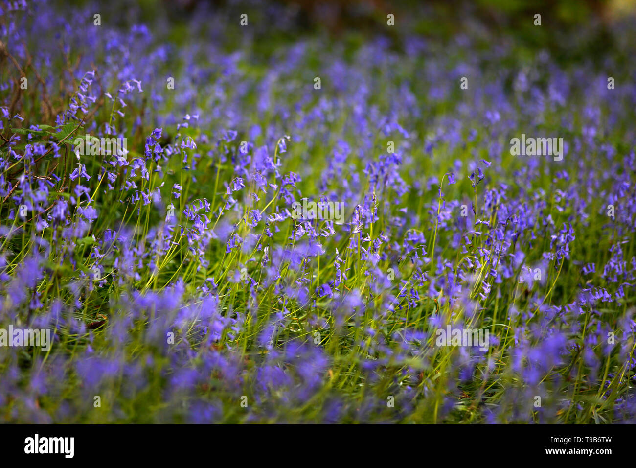 Bluebell wood in devon hi-res stock photography and images - Alamy