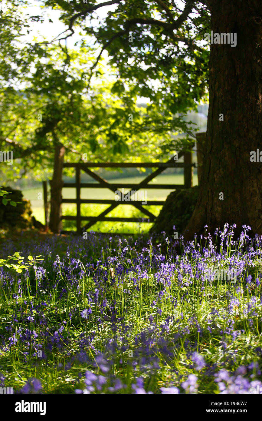 Bluebells in Devon, UK Stock Photo - Alamy