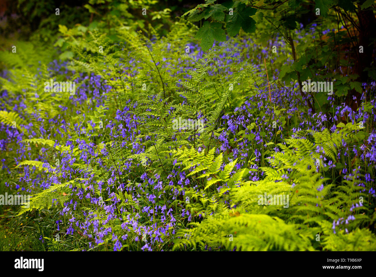 Bluebells in Devon, UK Stock Photo - Alamy