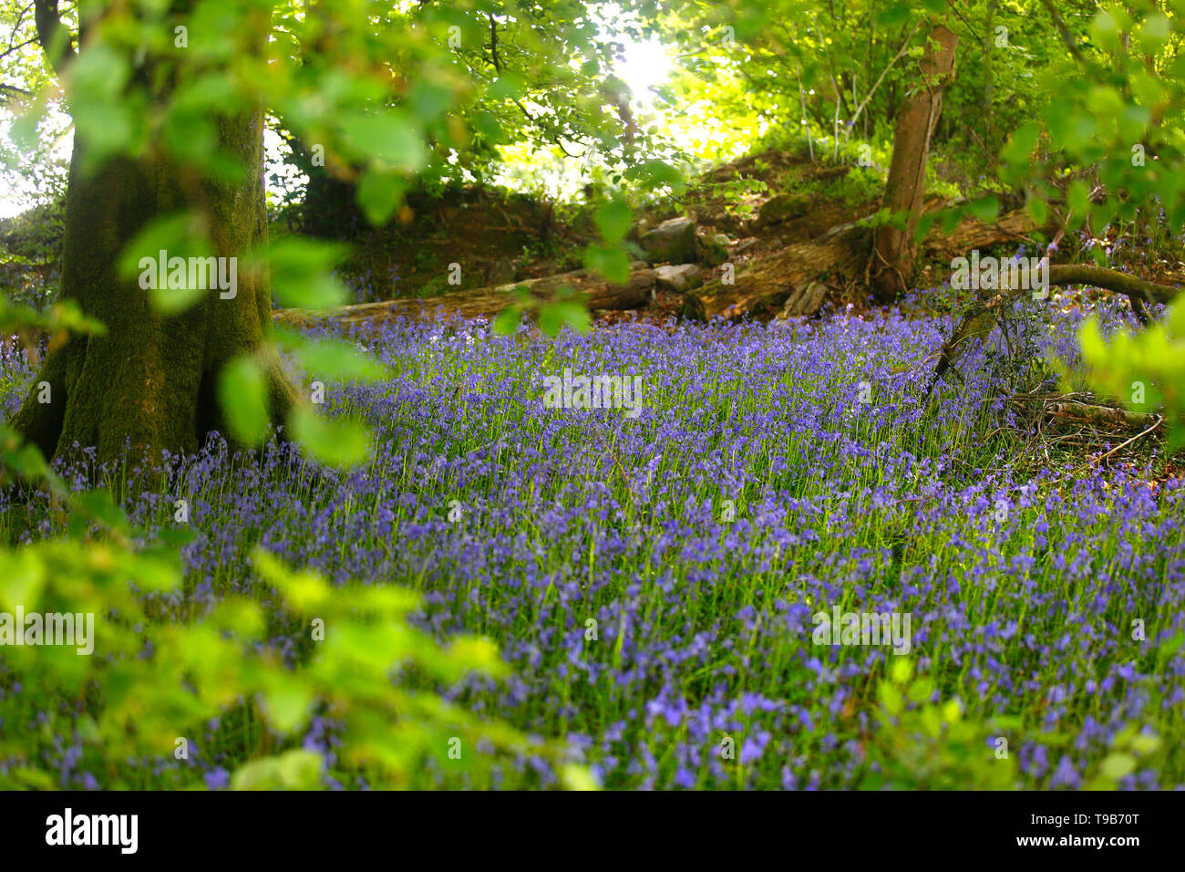 Bluebell wood in devon hi-res stock photography and images - Alamy