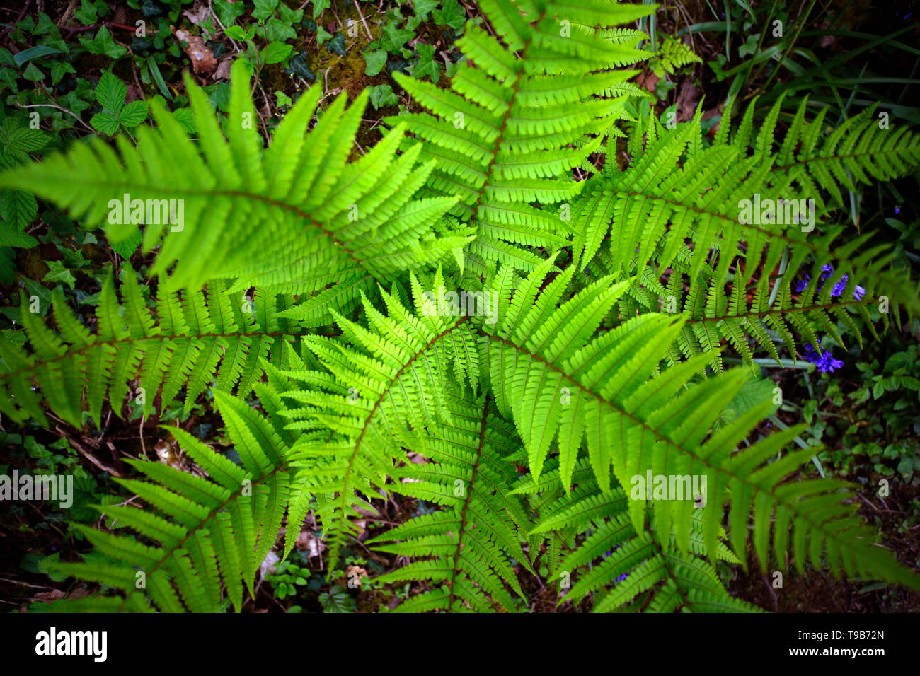 Devon bluebells hi-res stock photography and images - Alamy