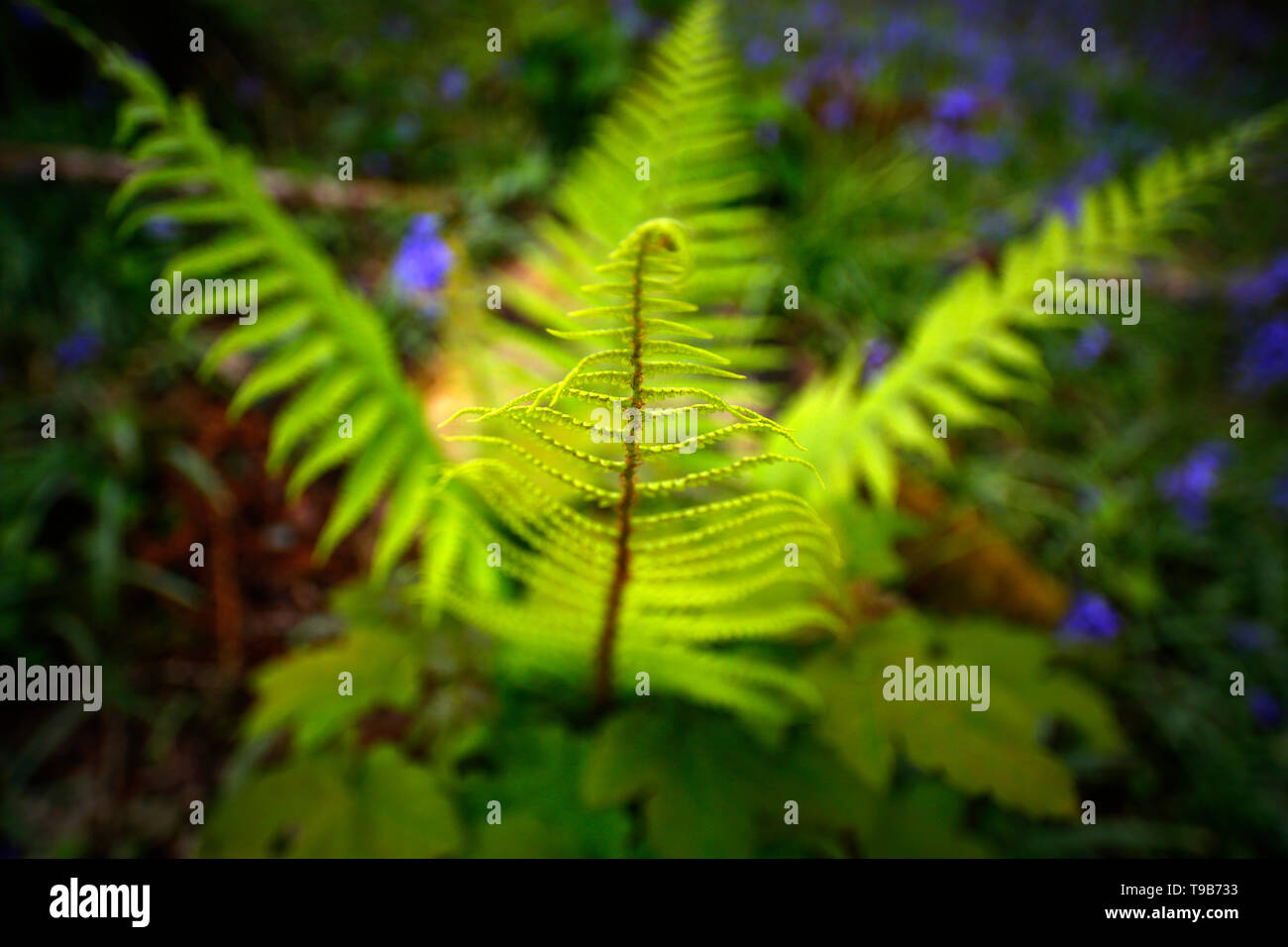 Bluebells in Devon, UK Stock Photo - Alamy