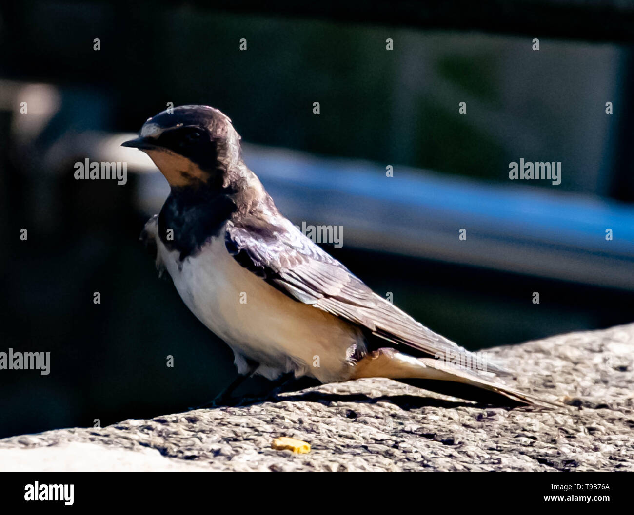 swallow perched summer Stock Photo - Alamy