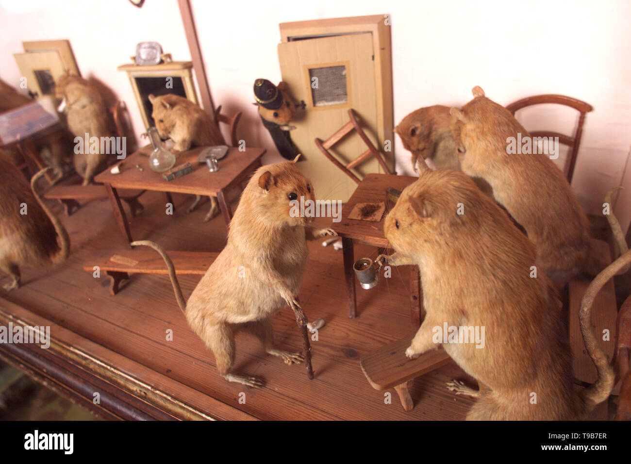 Taxidermy museum victorian hi-res stock photography and images - Alamy
