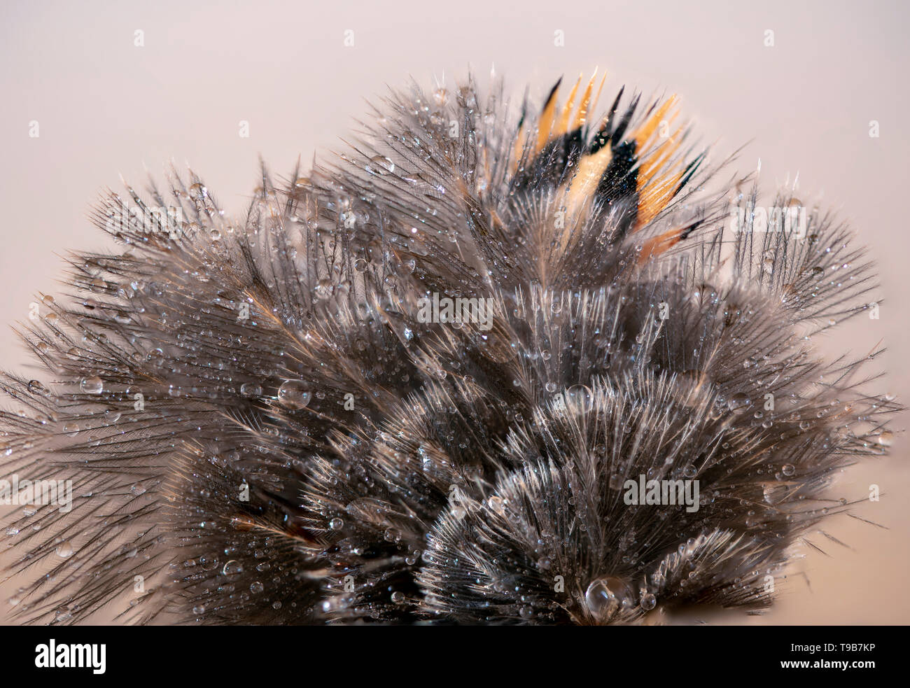 Grey pheasant hi-res stock photography and images - Alamy