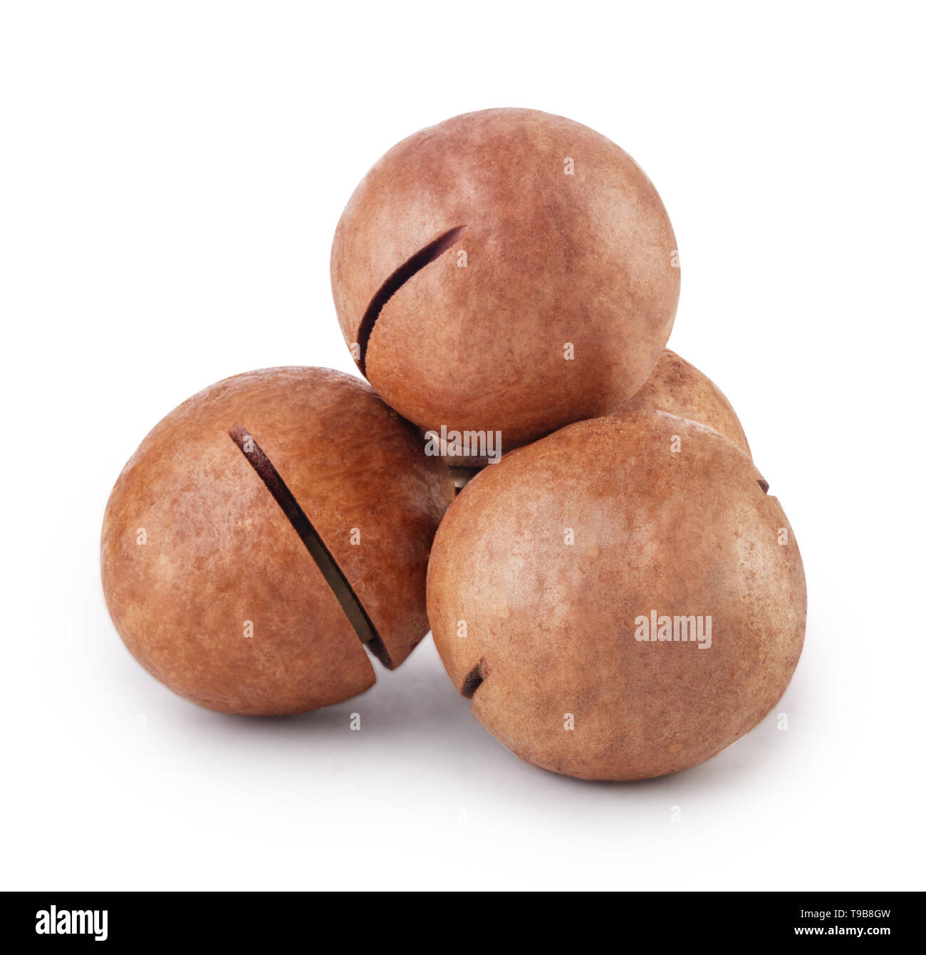 Australian walnut Cut Out Stock Images & Pictures - Alamy